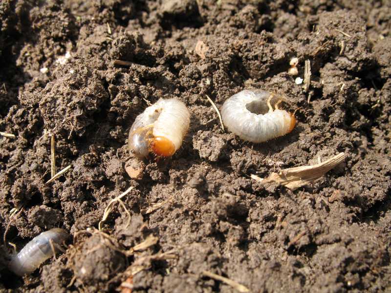 Grubs In Lawn